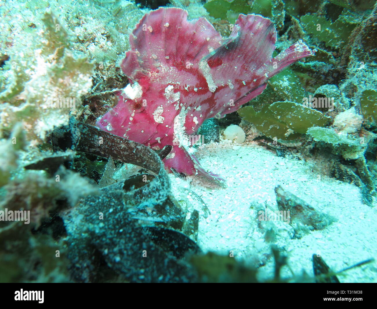 Pink leaf scorpionfish, paper fish, Leaf fish, or flat Scorpionfish ...