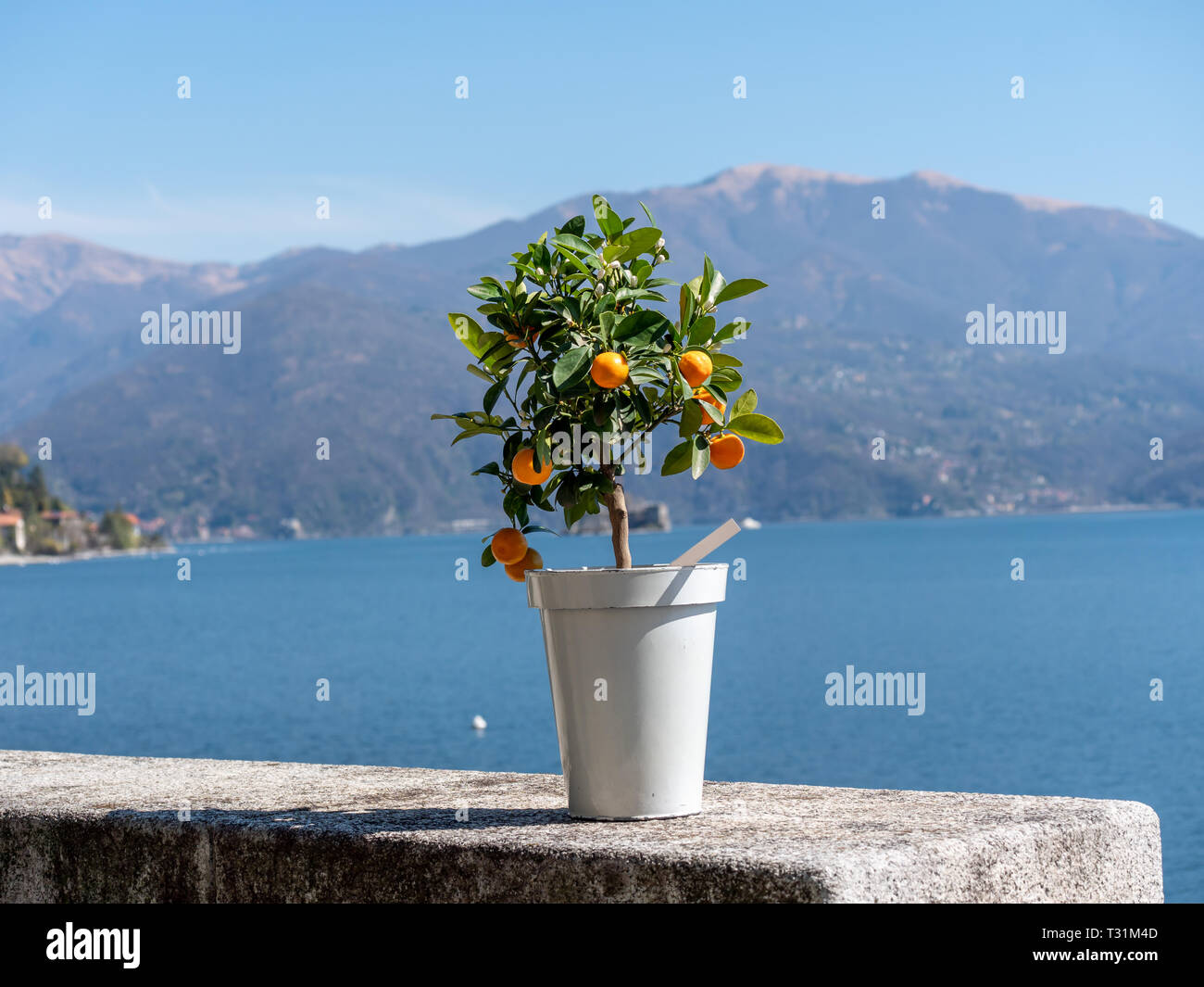 Kumquat tree hi-res stock photography and images - Alamy