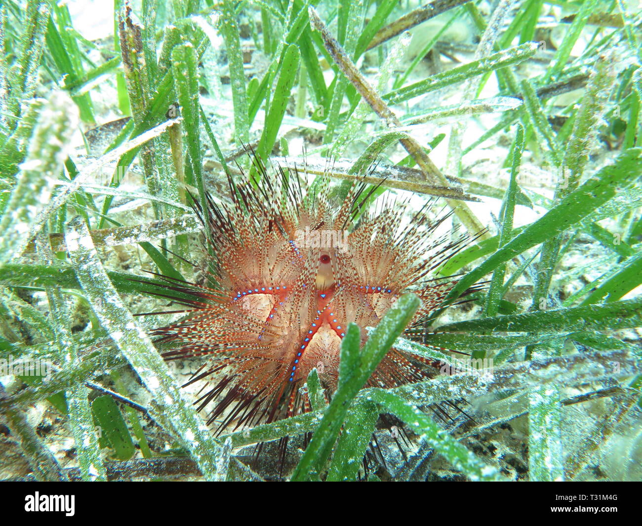 Blue-spotted Sea Urchin, Astropyga radiata, at Mnemba atoll, Zanzibar ...