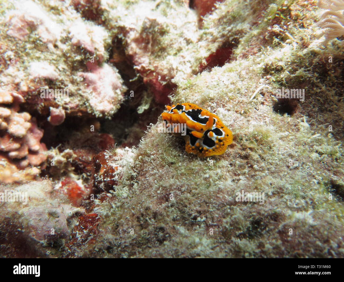 Nudibranch, Phyllidia ocellata, at Mnemba atol, Zanzibar Stock Photo ...