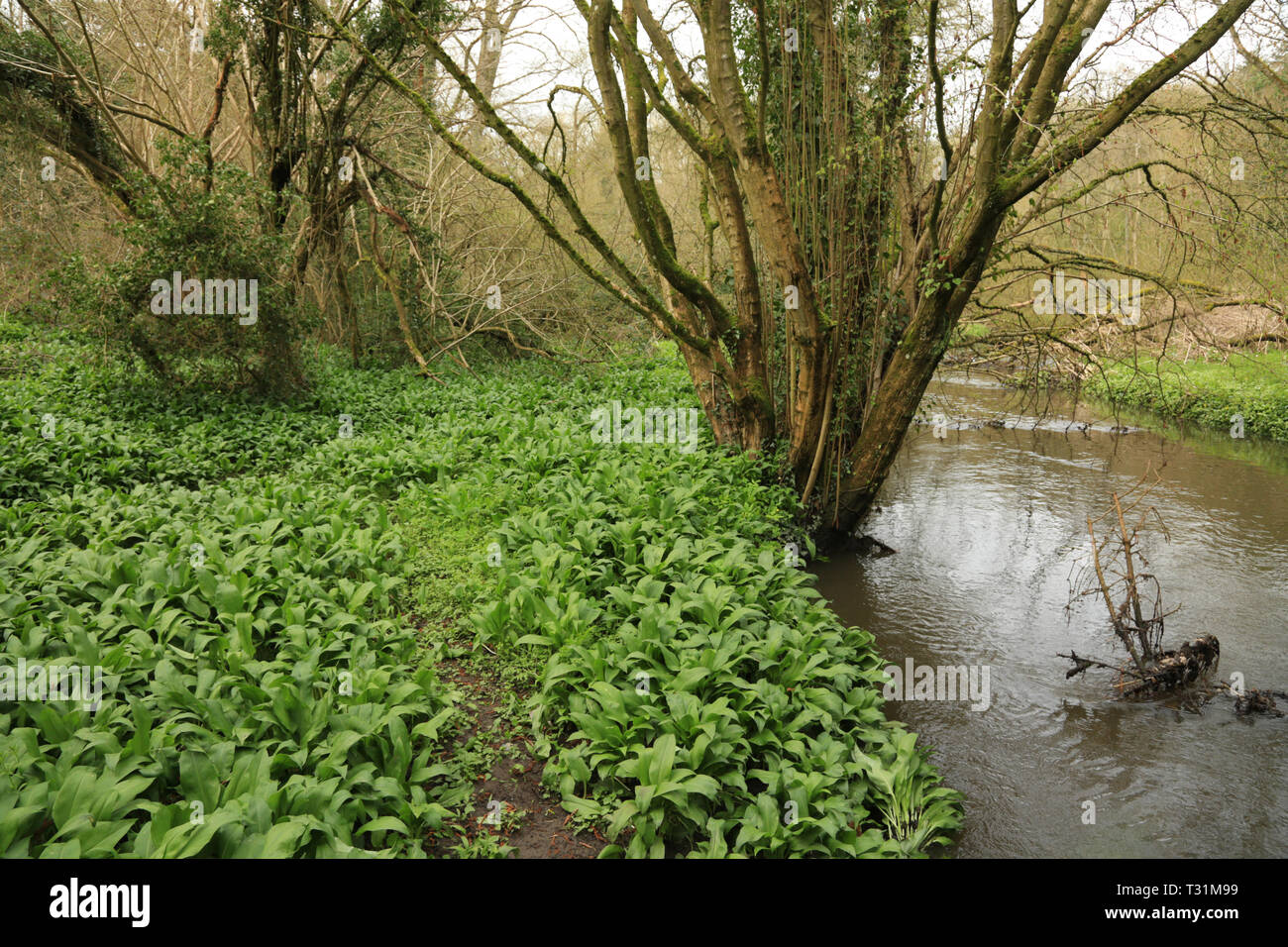 Wild Garlic (Allium ursinum) growing next to a stream in the UK Stock ...
