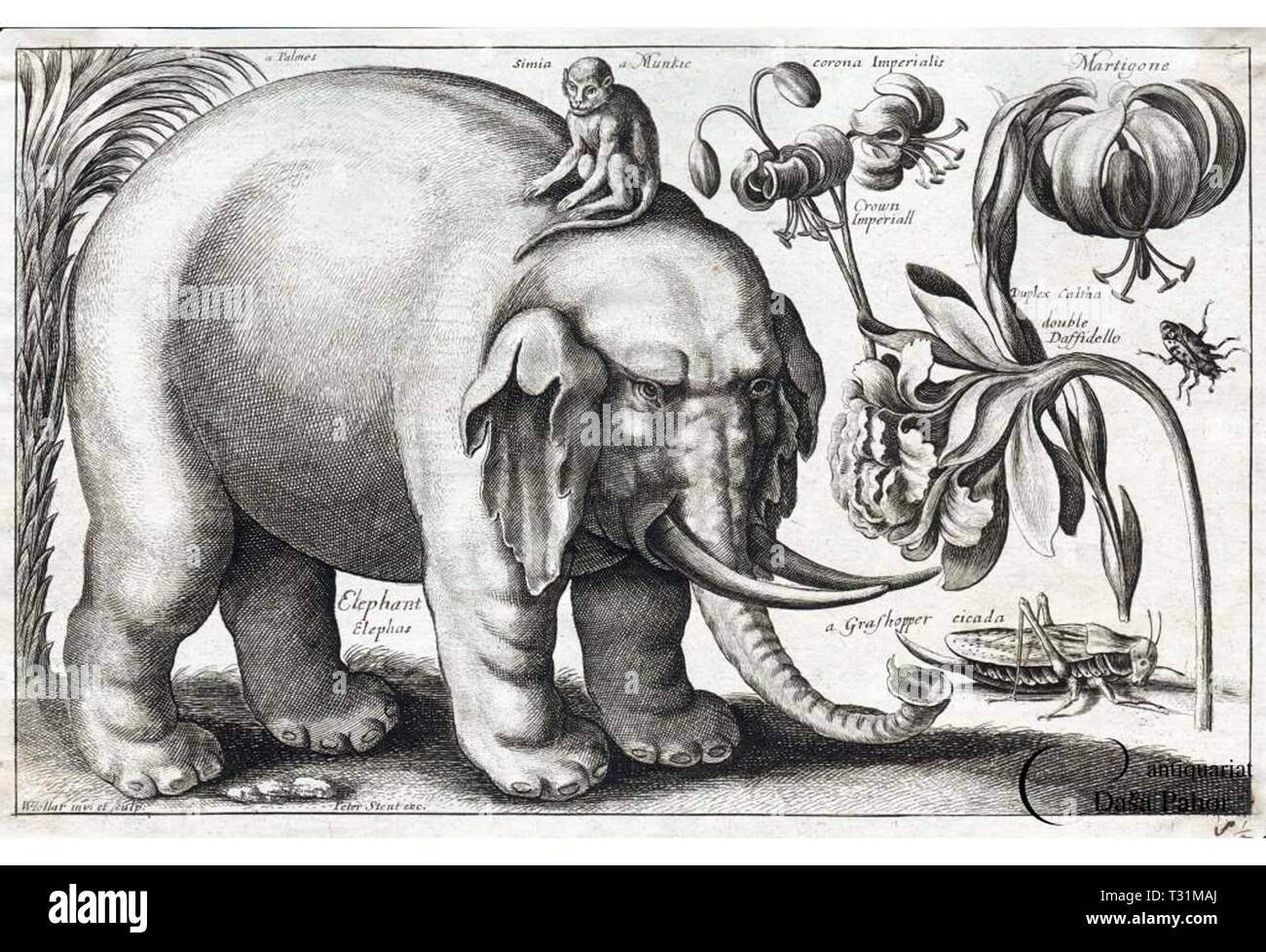 Albrecht Durer Paintings Stock Photos & Albrecht Durer Paintings Stock ...