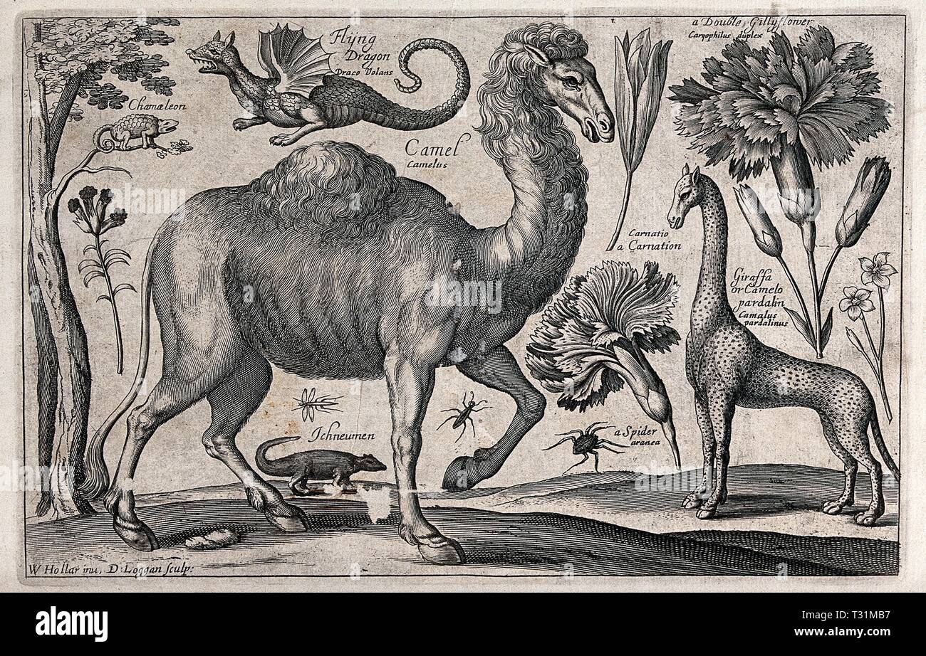 Creative Commons Dragon