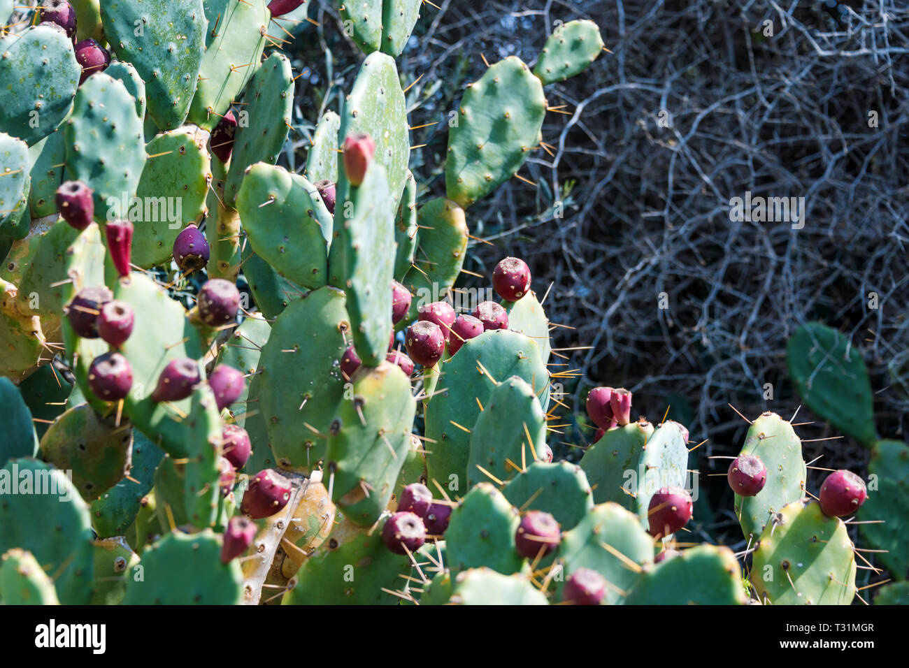Cactus landscape. Cultivation of cacti. Cactus field. Sabres, fruits of ...