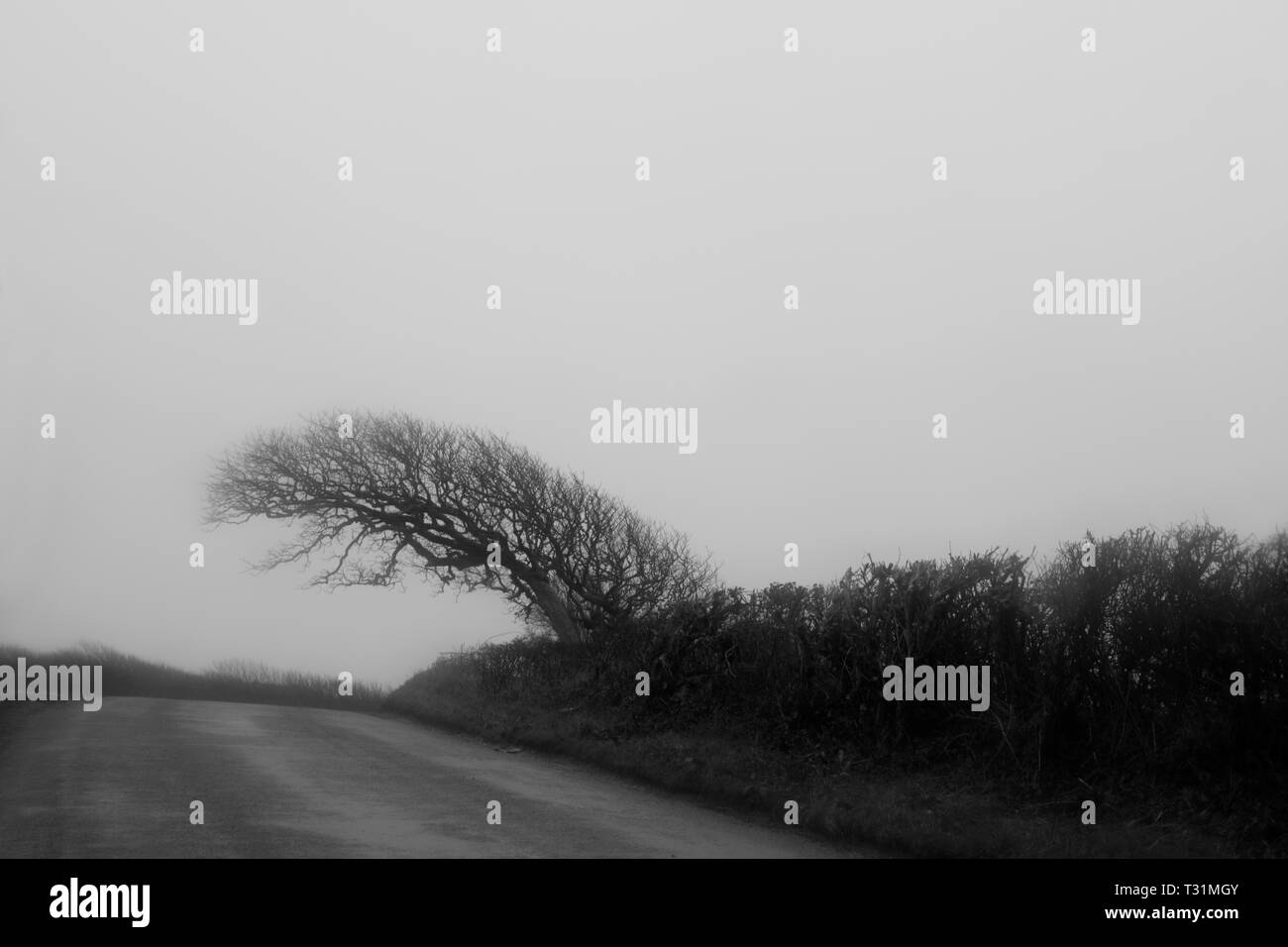 Windswept tree at Stowe Barton, Coombe Valley, Cornwall, England, UK ...
