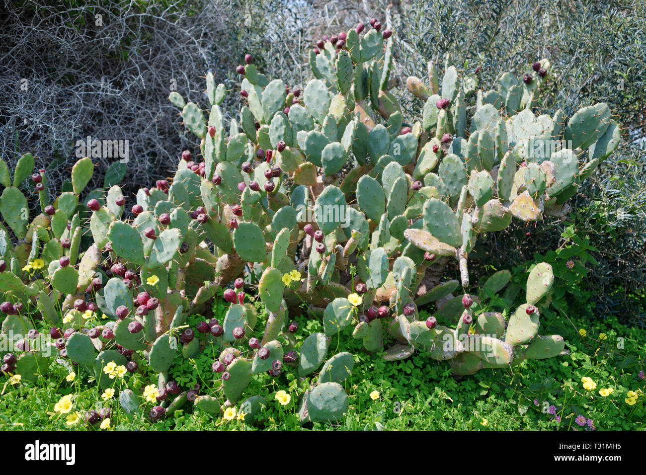 Cactus landscape. Cultivation of cacti. Cactus field. Sabres, fruits of ...