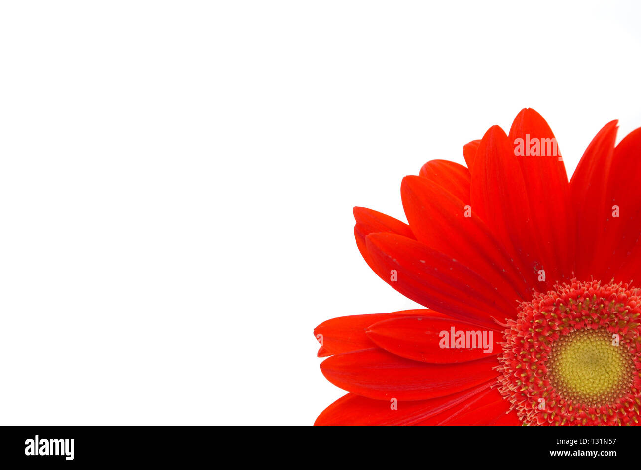 red daisy flower close up on white background with space for messages ...