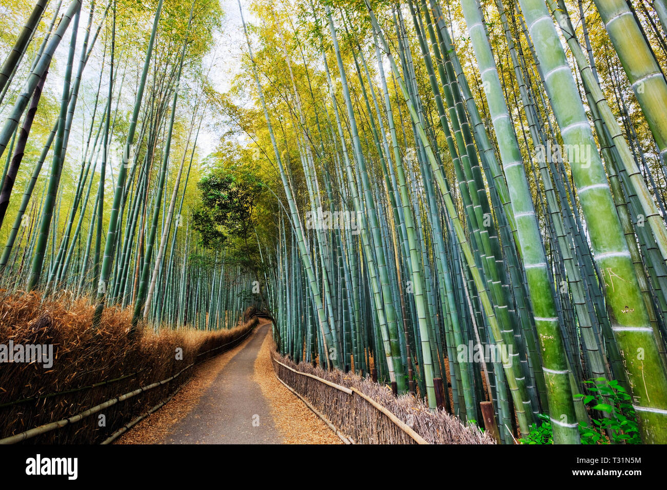 Bamboo lined path Stock Photo - Alamy