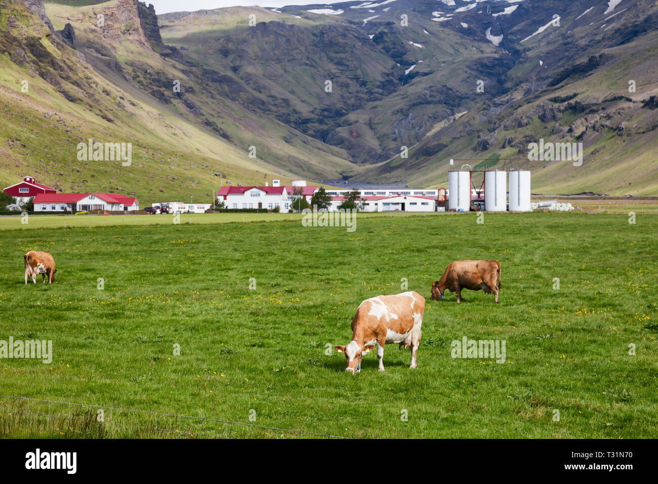 Friesian red and white hi-res stock photography and images - Alamy