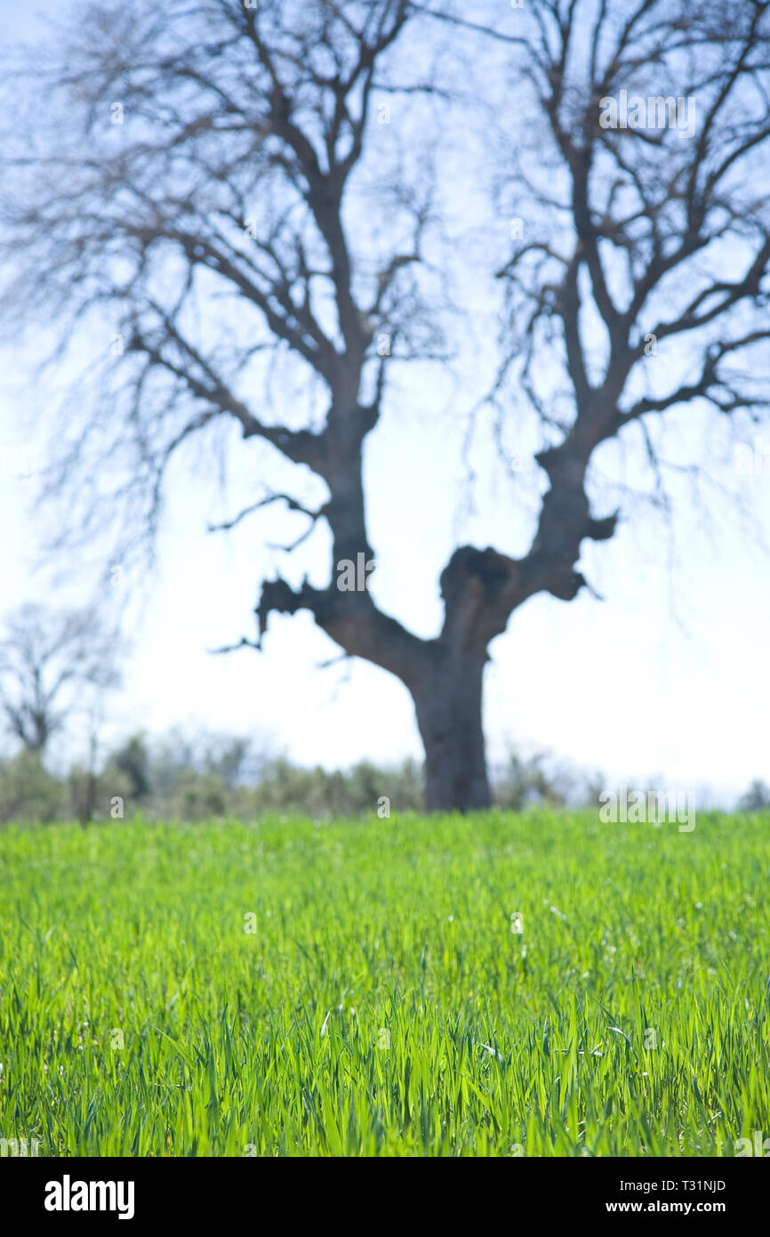 beautiful landscape with old tree and green grass Stock Photo - Alamy