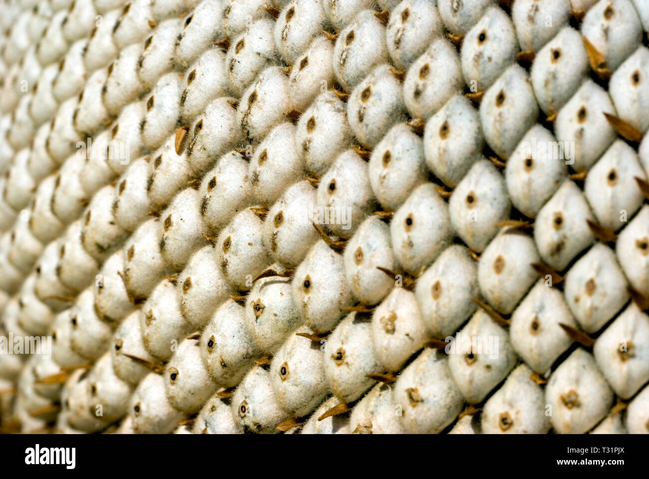 Flower seeds pattern hi-res stock photography and images - Alamy