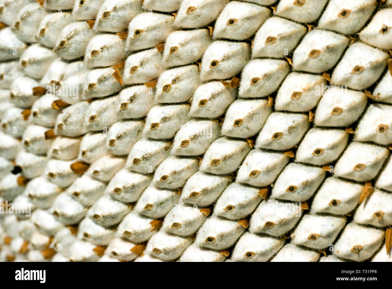 Flower seeds pattern hi-res stock photography and images - Alamy