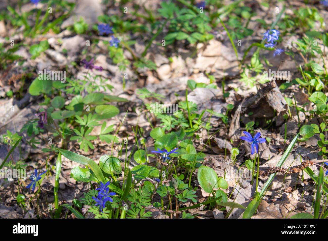 Snowdrops in the forest. Blue snowdrops in spring near the dry leaves ...