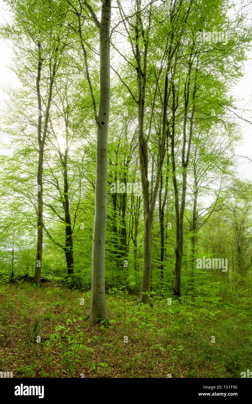 Rowberrow hi-res stock photography and images - Alamy