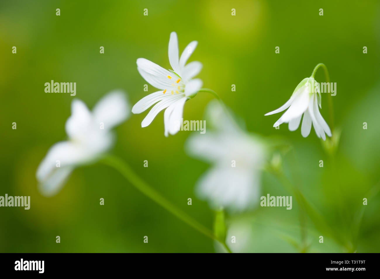 Rowberrow High Resolution Stock Photography and Images - Alamy