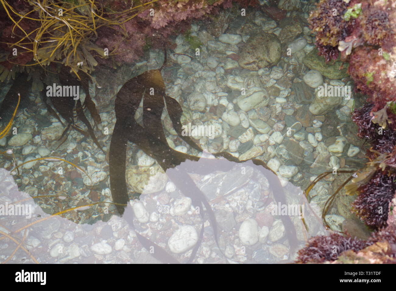 Small Round Rockpool with Quartz Pebbles. Foreshore along Mouthwell ...