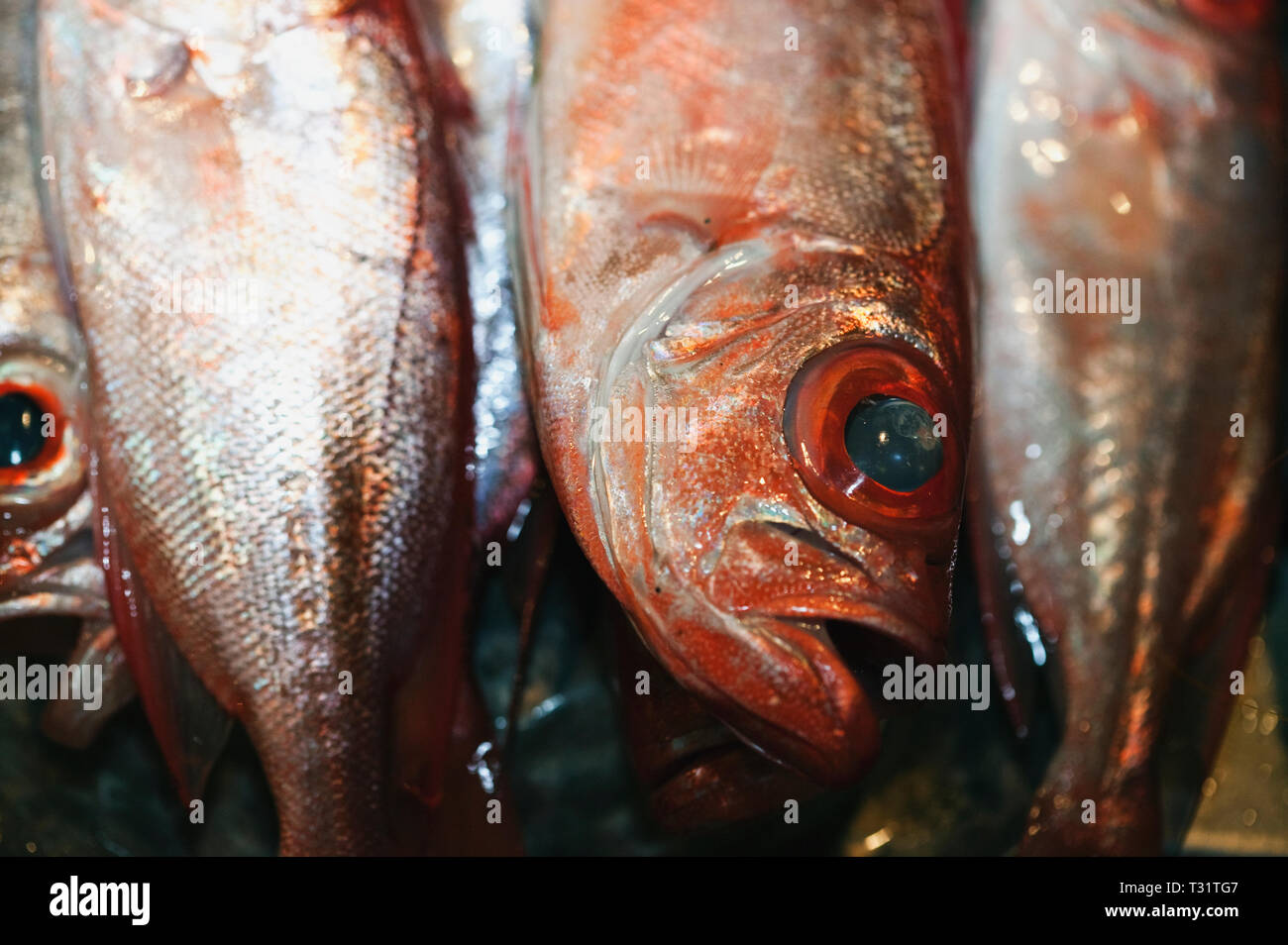 Fish la unión hi-res stock photography and images - Alamy