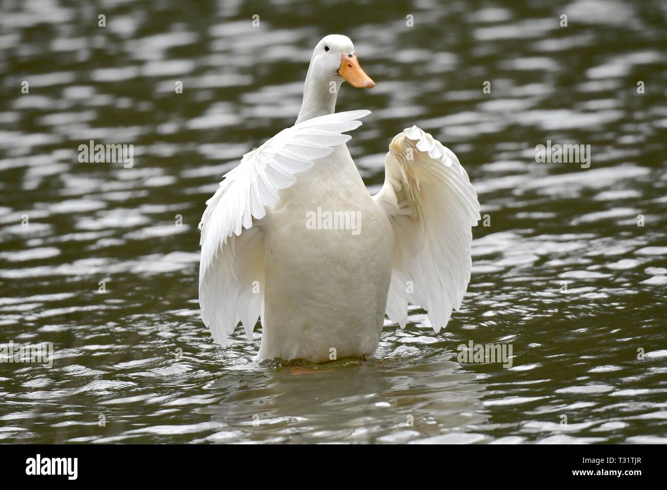A Peking duck flaps its wings whilst in the water at the New Mills ...