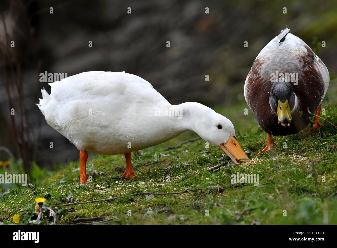 Ducks eating bird seed hi-res stock photography and images - Alamy