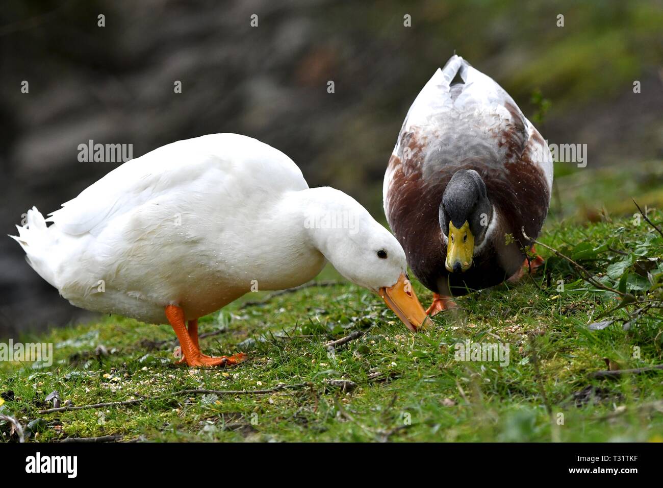 Ducks eating bird seed hi-res stock photography and images - Alamy