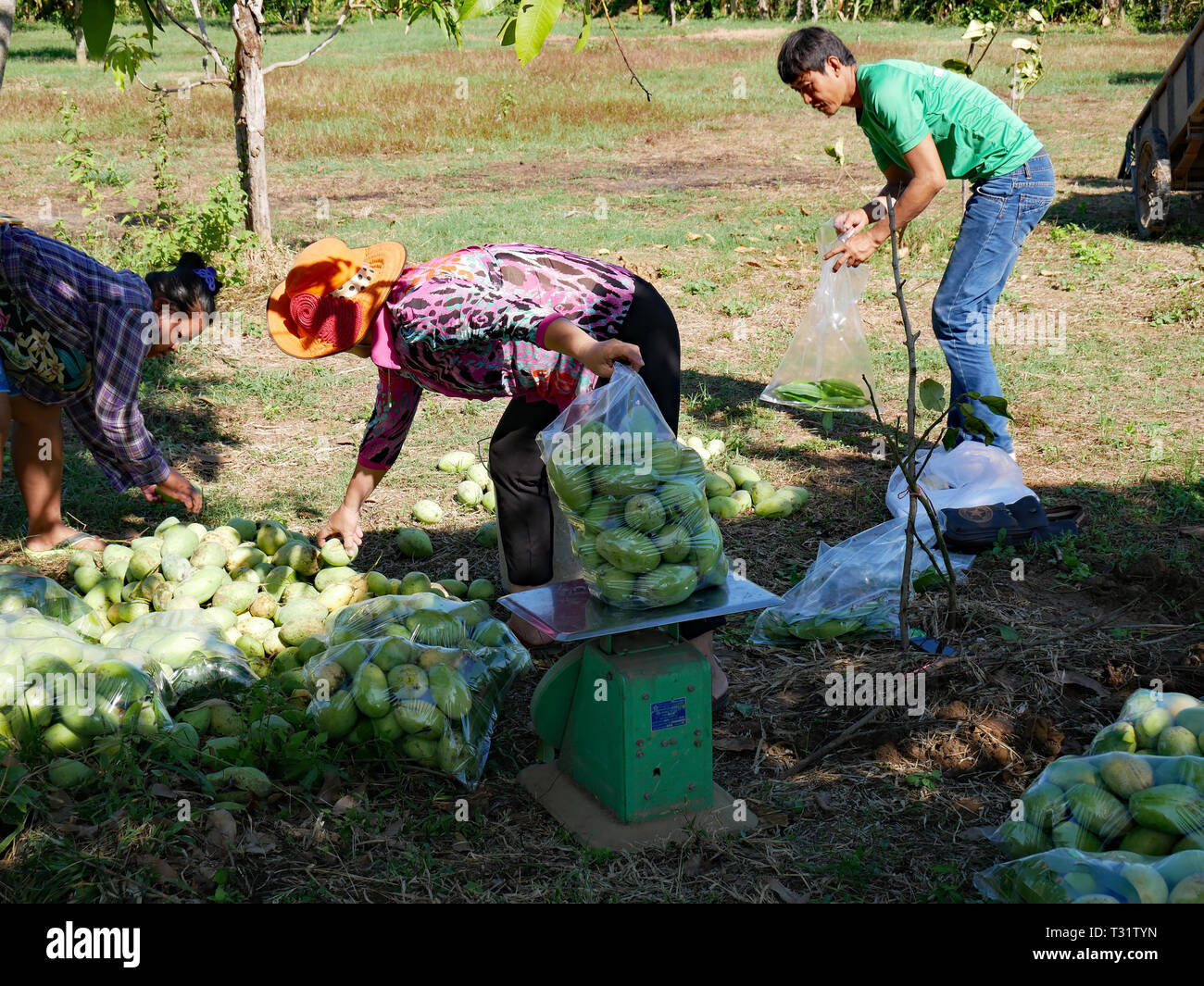 Picking mango hi-res stock photography and images - Alamy
