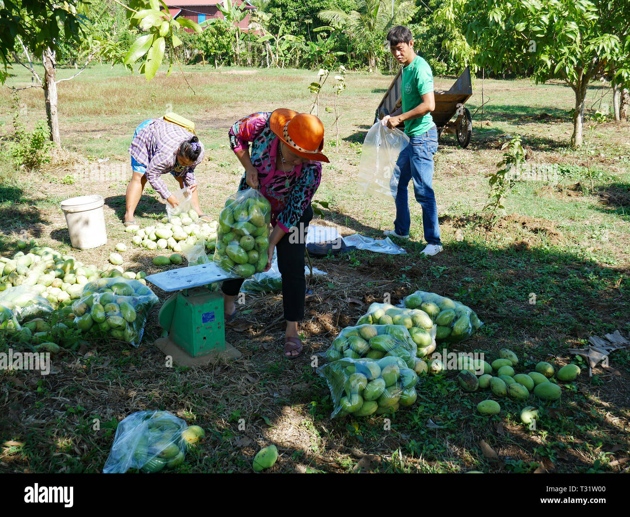 Things to do in cambodia hi-res stock photography and images - Alamy