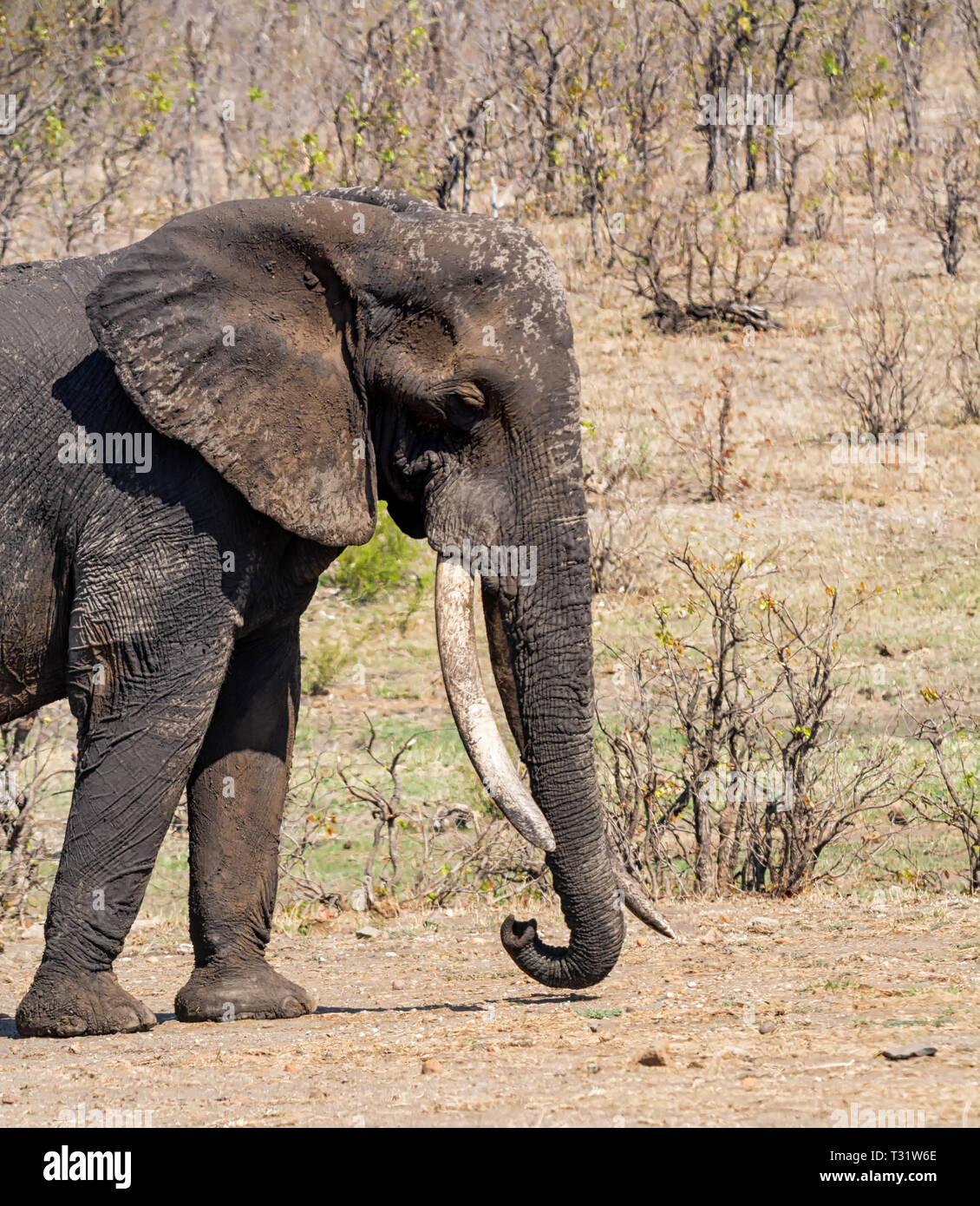 An African Elephant bull in Southern African savanna Stock Photo - Alamy