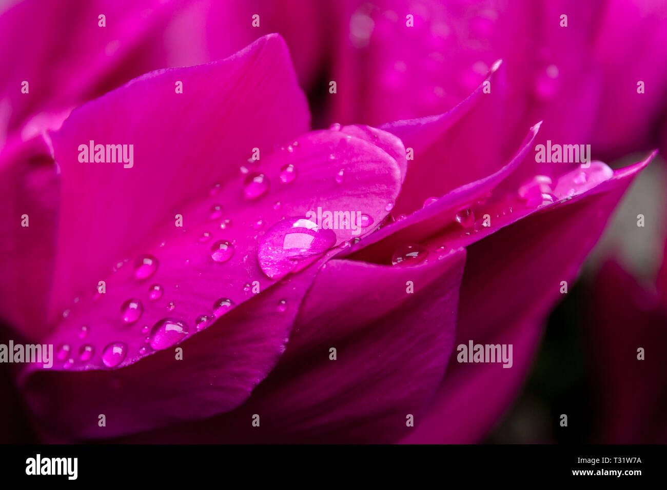 Flower spring rain hi-res stock photography and images - Alamy