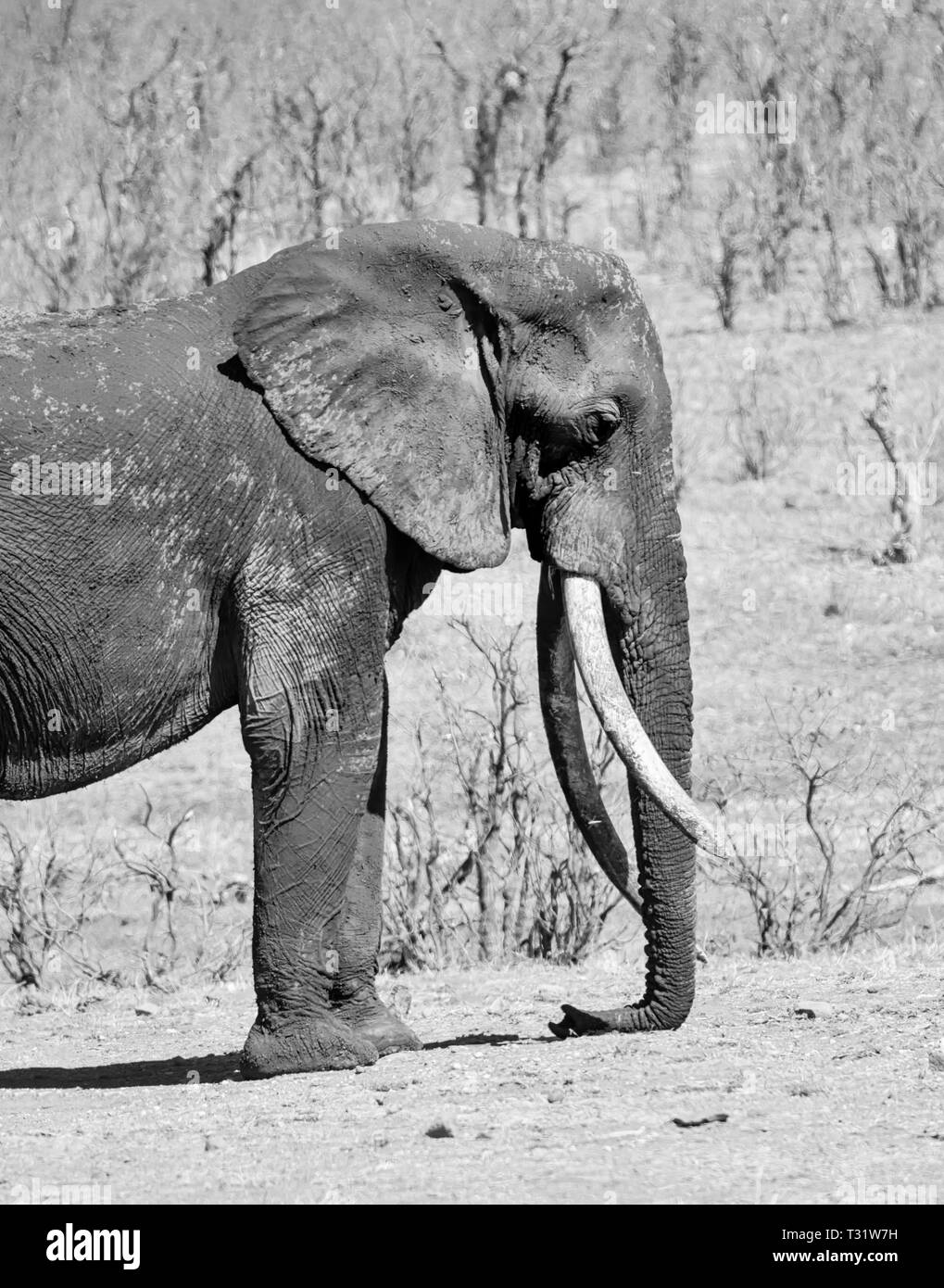 An African Elephant bull in Southern African savanna Stock Photo - Alamy