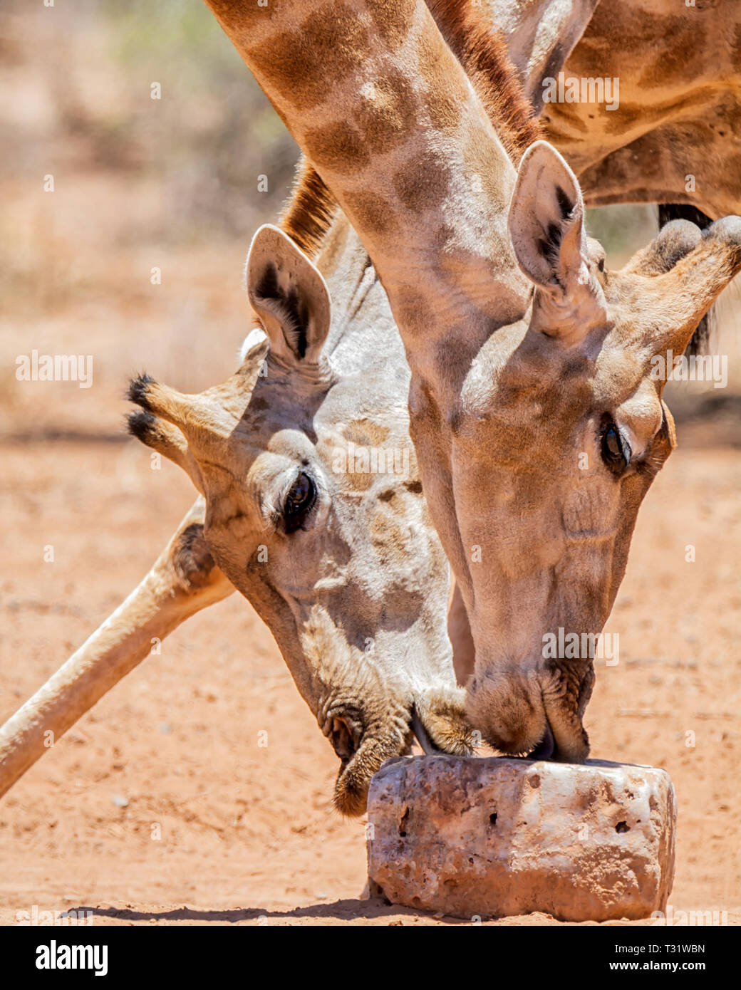 A pair of Giraffes take advantage of a mineral block in the heat of the ...