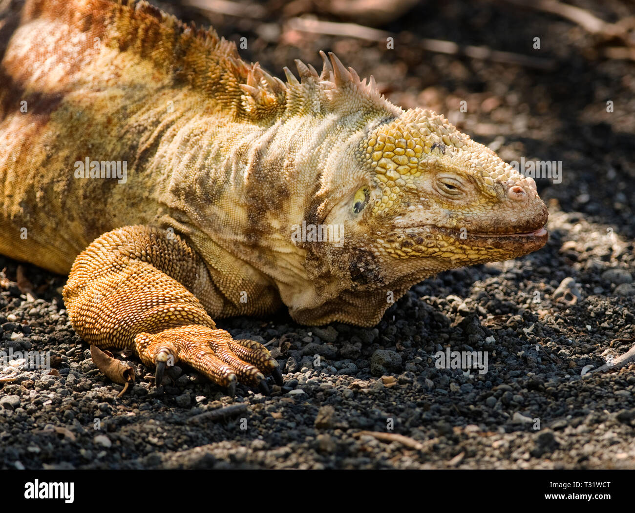 Galapagos snake hi-res stock photography and images - Alamy