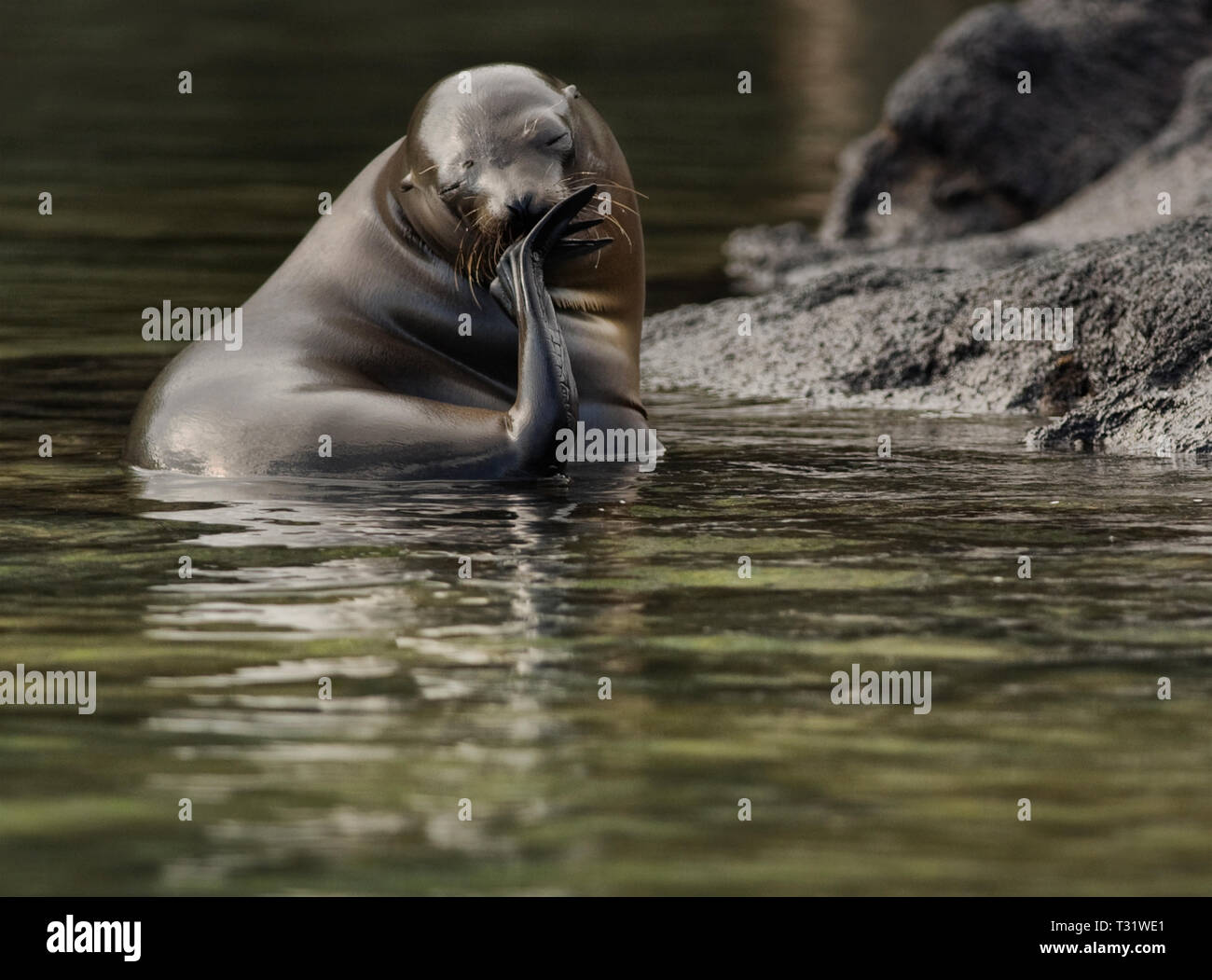 Extinct mammals south america hi-res stock photography and images - Alamy