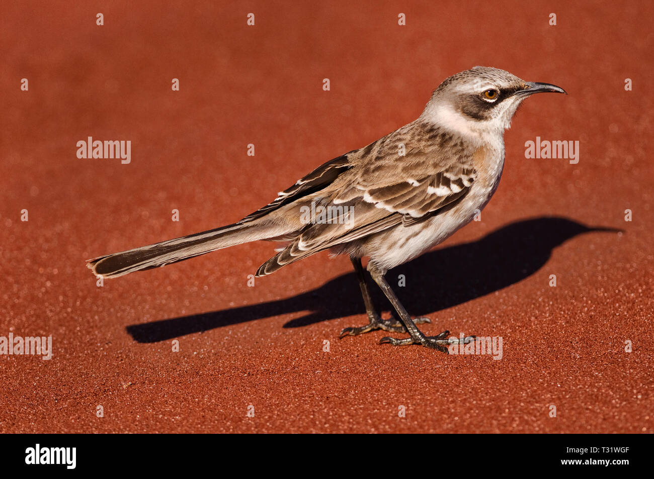 SOUTH AMERICA, Ecuador, Galapagos Islands, Rabida Island, Galapagos ...