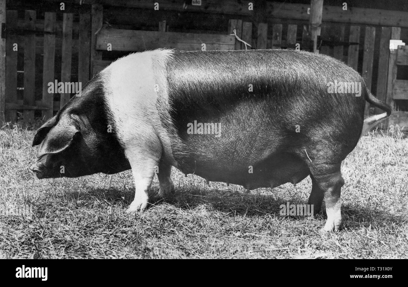 Agricultural show pigs Black and White Stock Photos & Images - Alamy