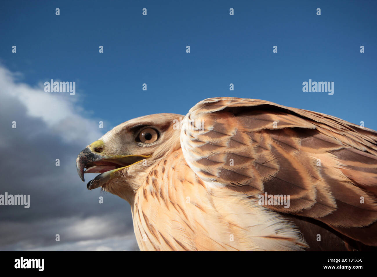 Red tailed hawk side view hi-res stock photography and images - Alamy