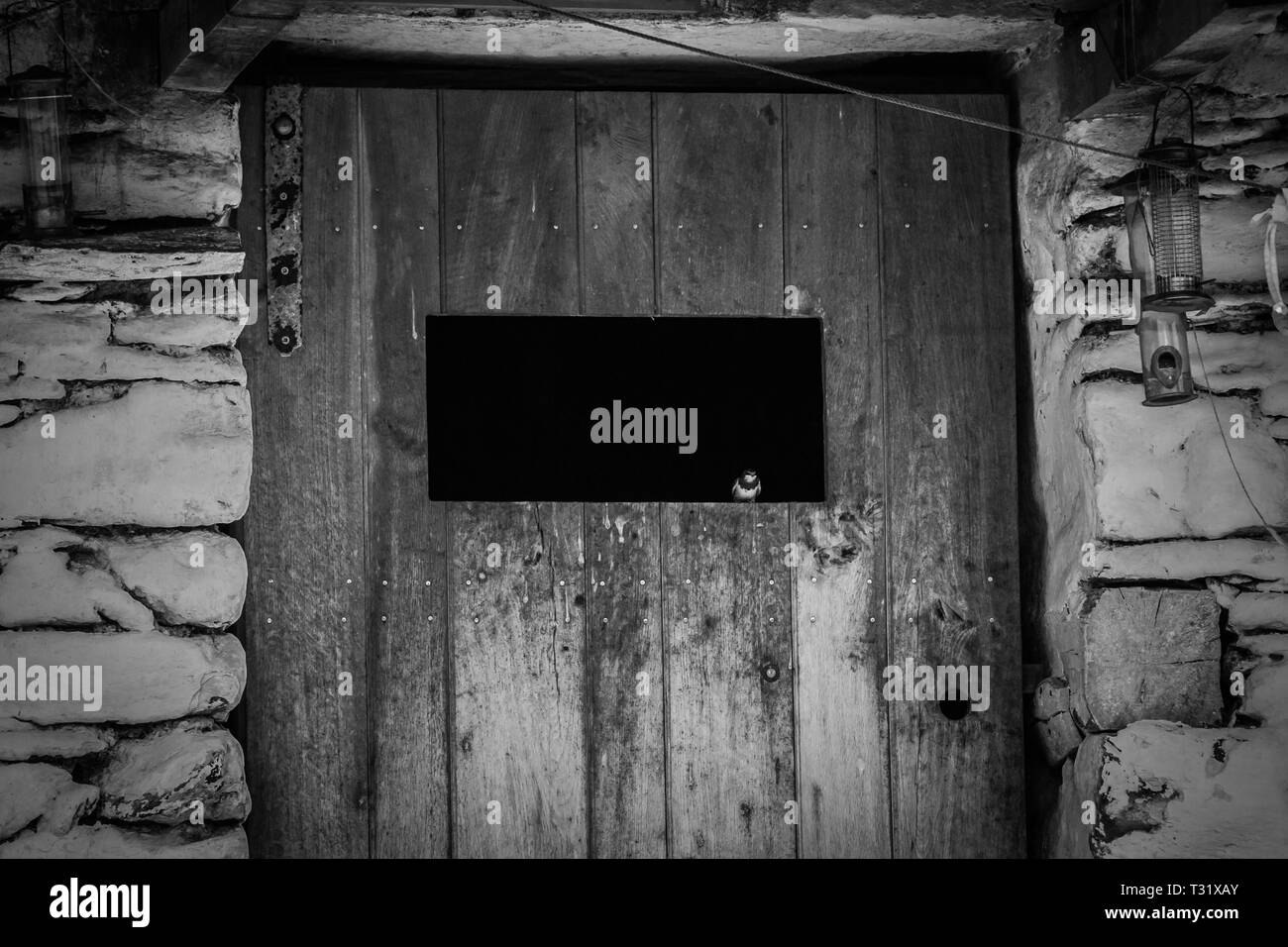 Fly on stone in nature Black and White Stock Photos & Images - Alamy