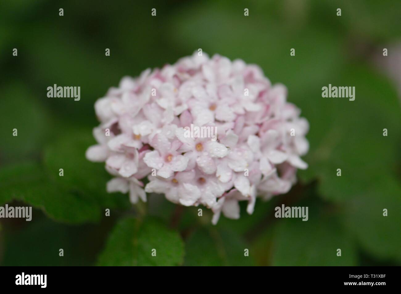 Viburnum carlesii Aurora Stock Photo - Alamy