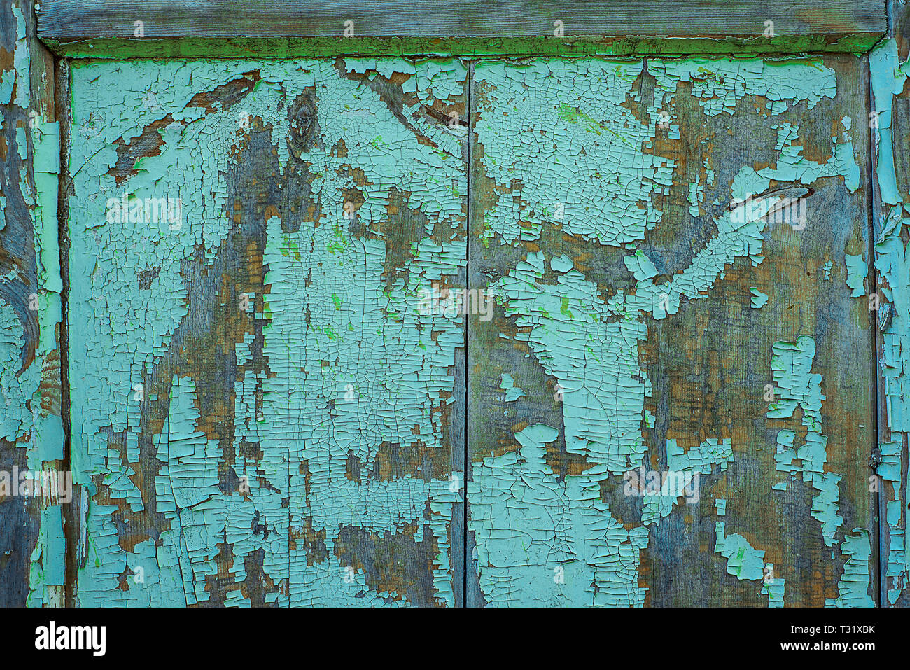 Texture of old rusty wood, painted blue with spots of first wood layer ...