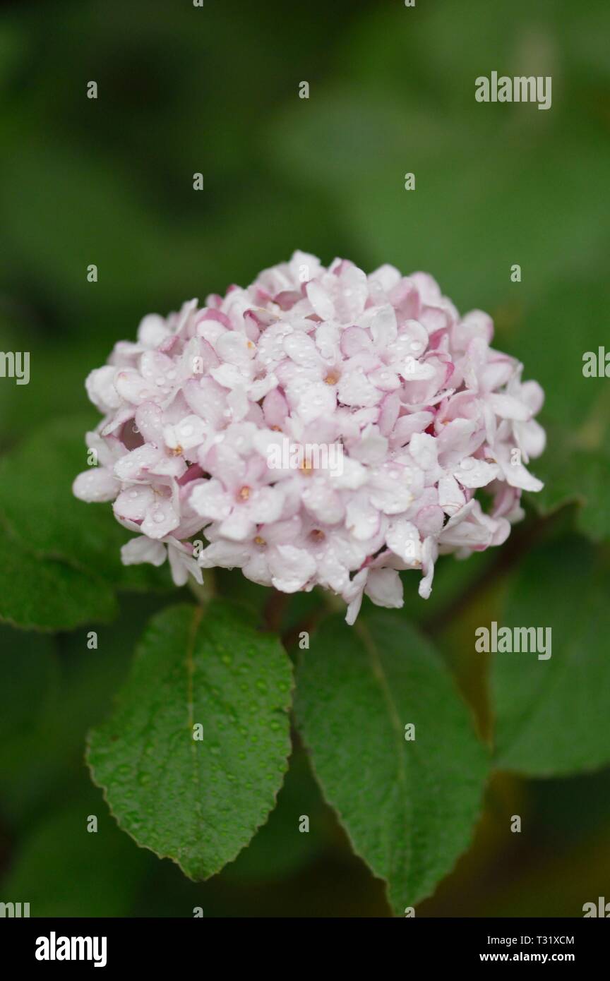 Viburnum carlesii Aurora Stock Photo - Alamy