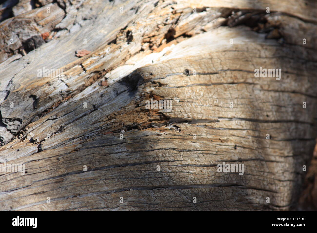 Axed tree hi-res stock photography and images - Alamy