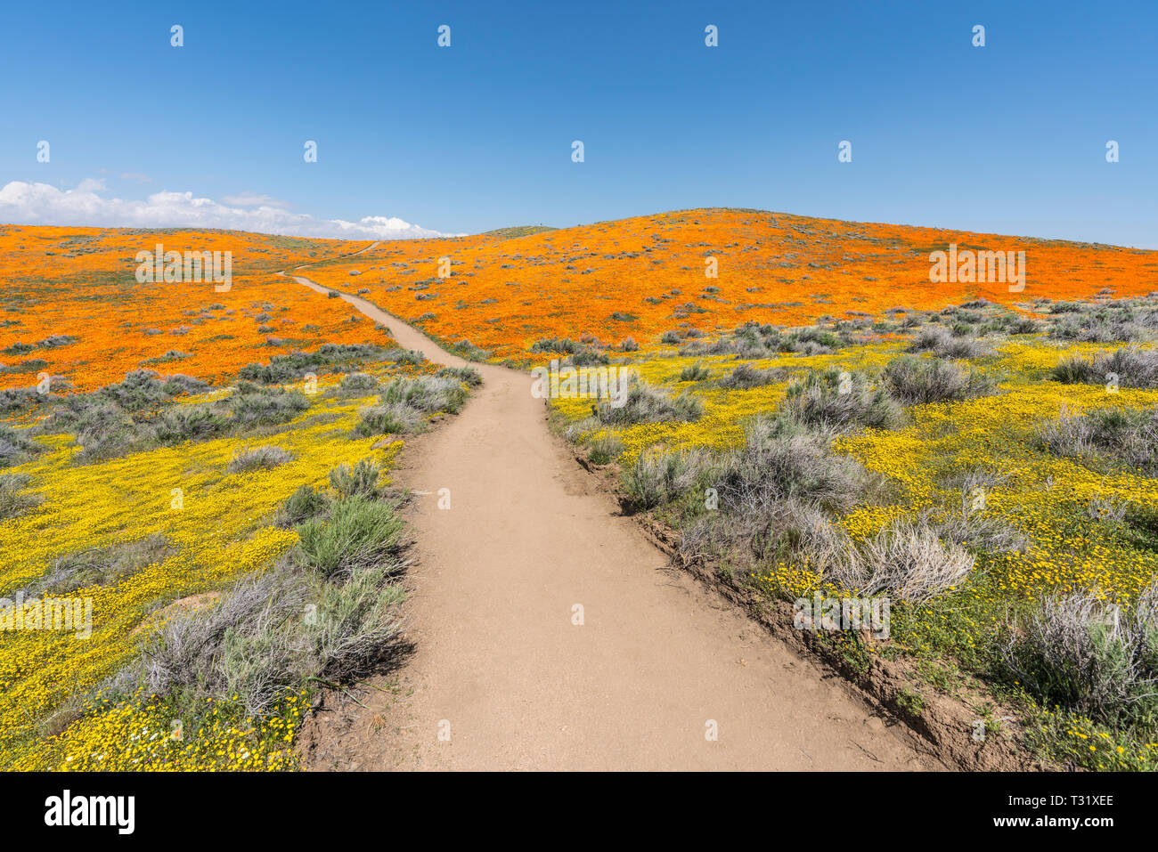 Colorful path through poppy wildflower super bloom field in Southern ...