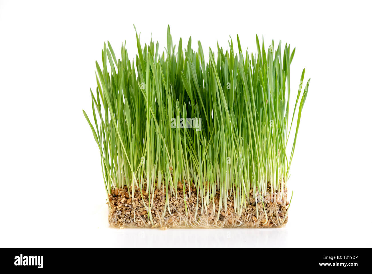 Wheat Plant Roots High Resolution Stock Photography and Images - Alamy