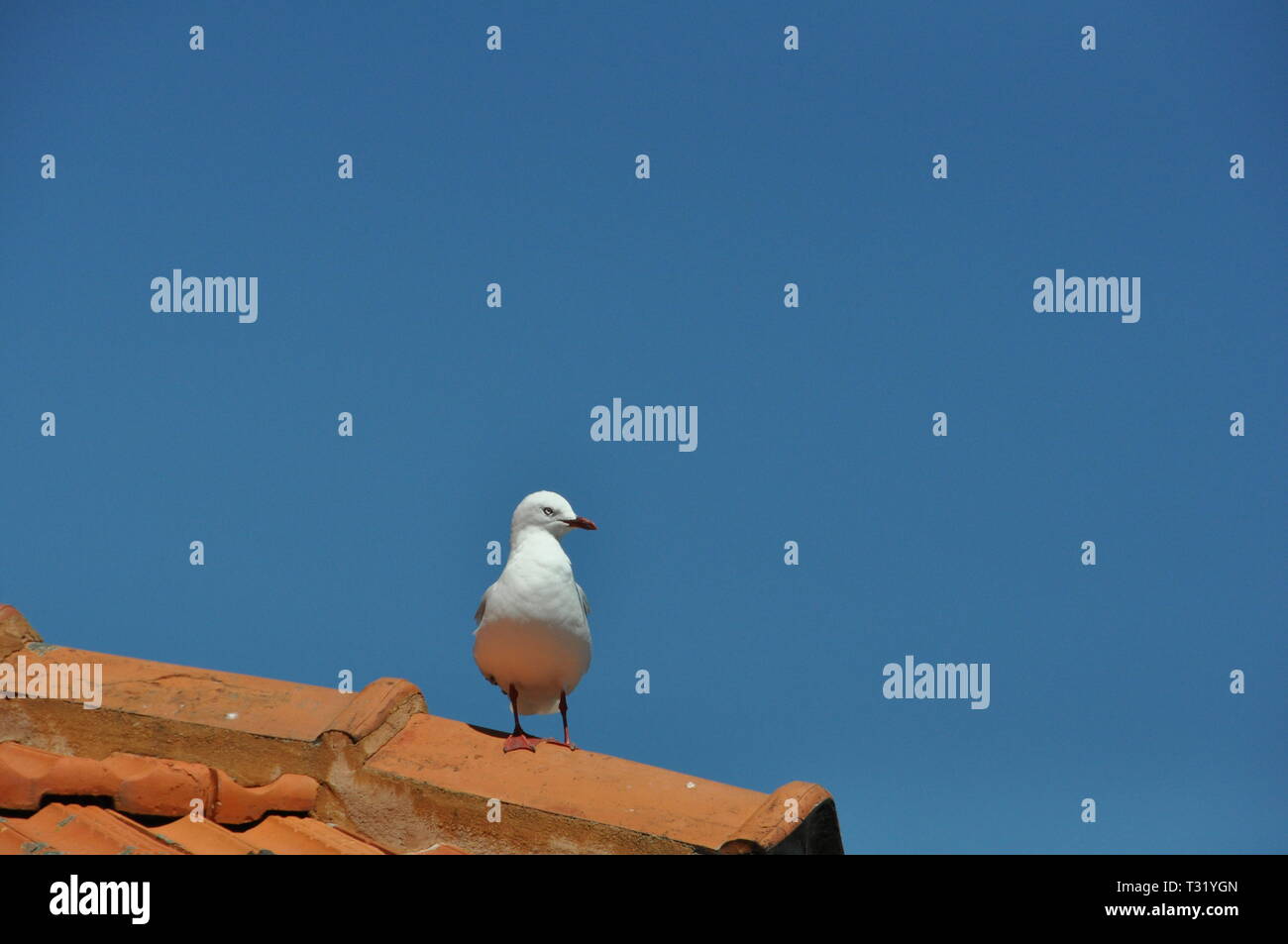 Akaroa new zealand wildlife hi-res stock photography and images - Alamy