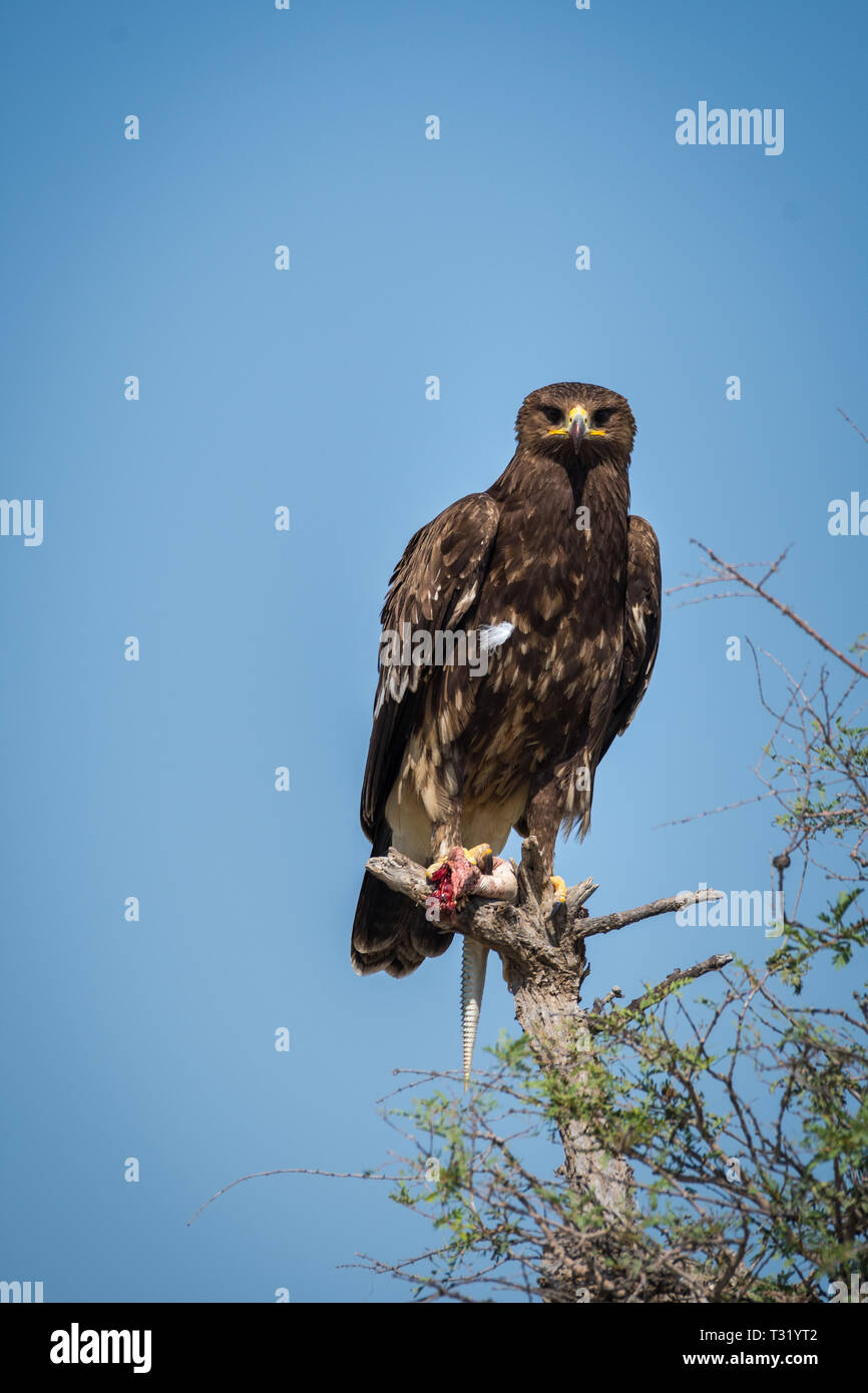 Greater spotted eagle or spotted eagle or Clanga clanga portrait with a ...