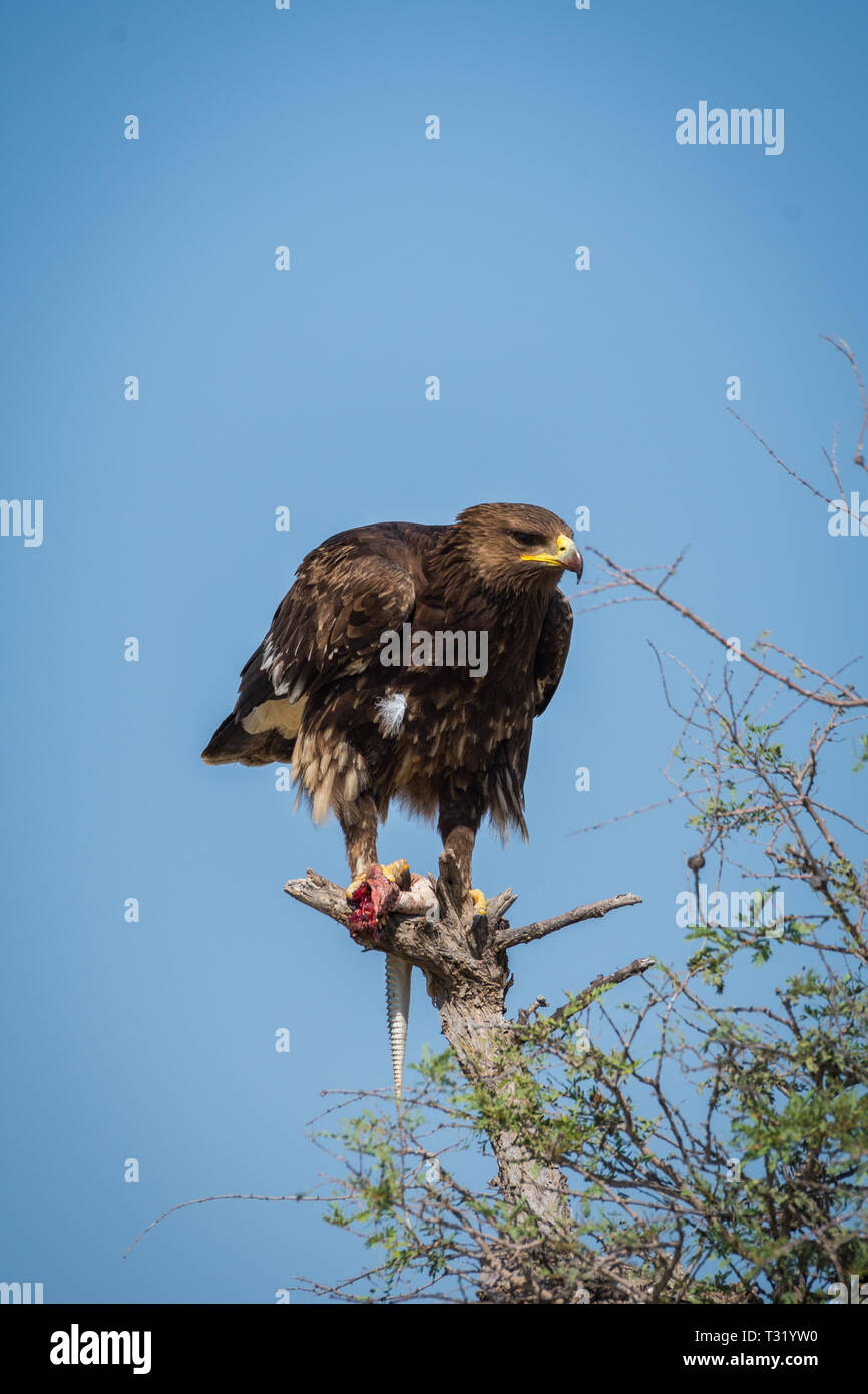 Greater spotted eagle or spotted eagle or Clanga clanga portrait with a ...
