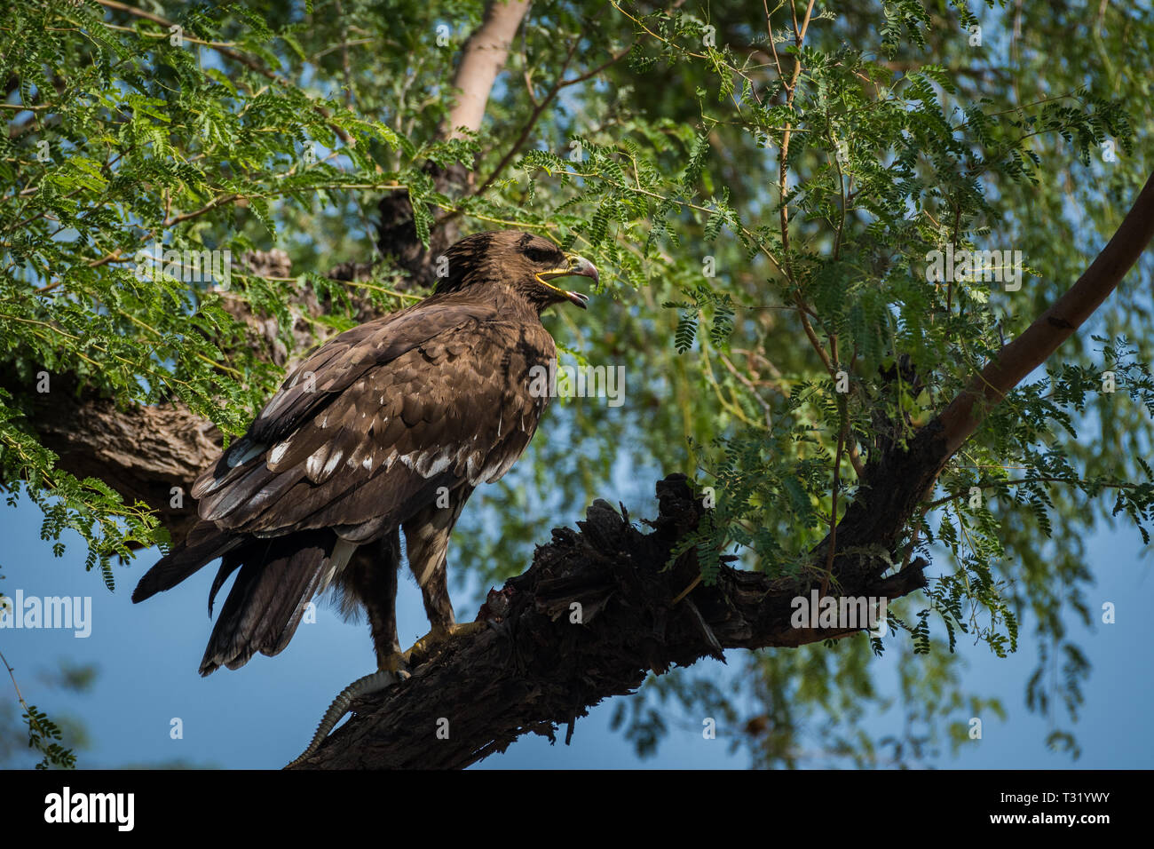 Animal sitting on a spiny branch hi-res stock photography and images ...