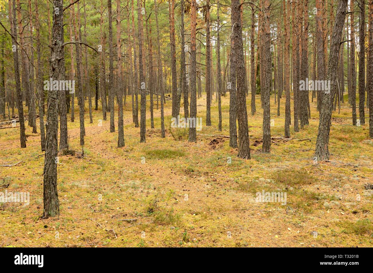 Beautiful woods hi-res stock photography and images - Alamy