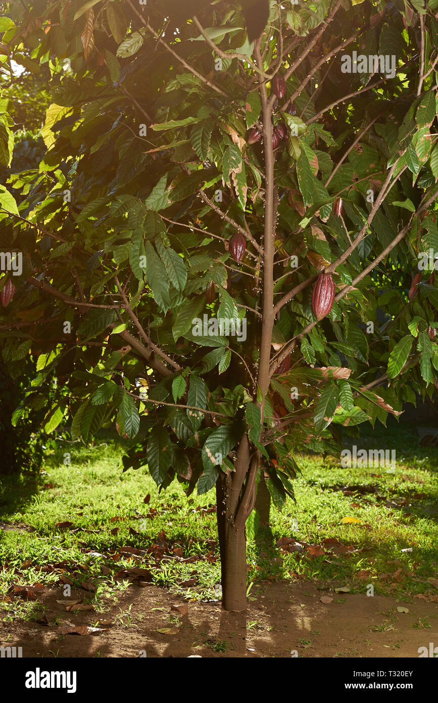One chocolate tree with cocoa red pods in harvest time Stock Photo - Alamy