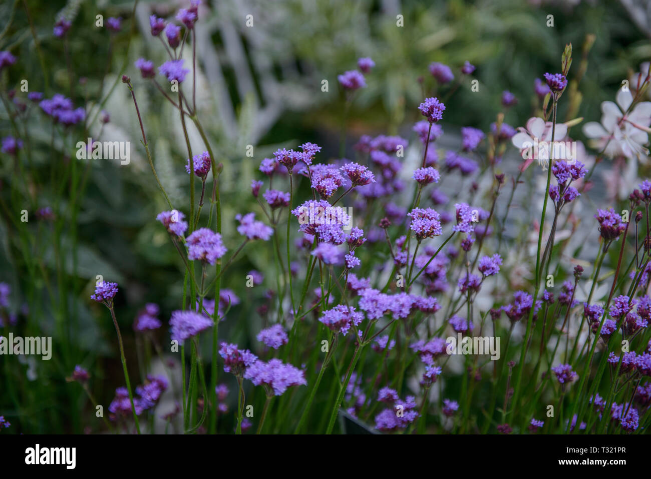 Verbena Little One
