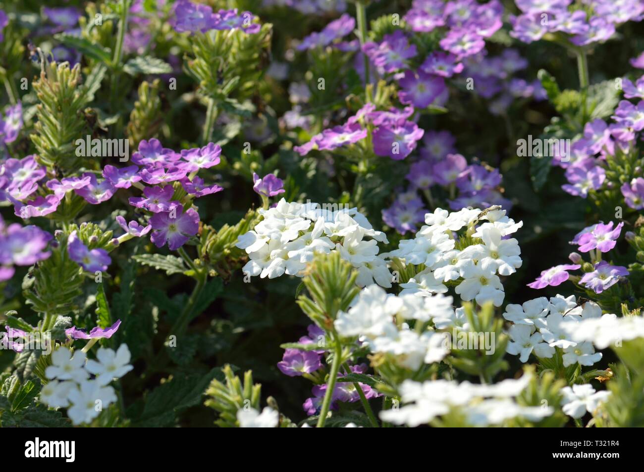 Verbena quartz XP waterfall mix Stock Photo - Alamy